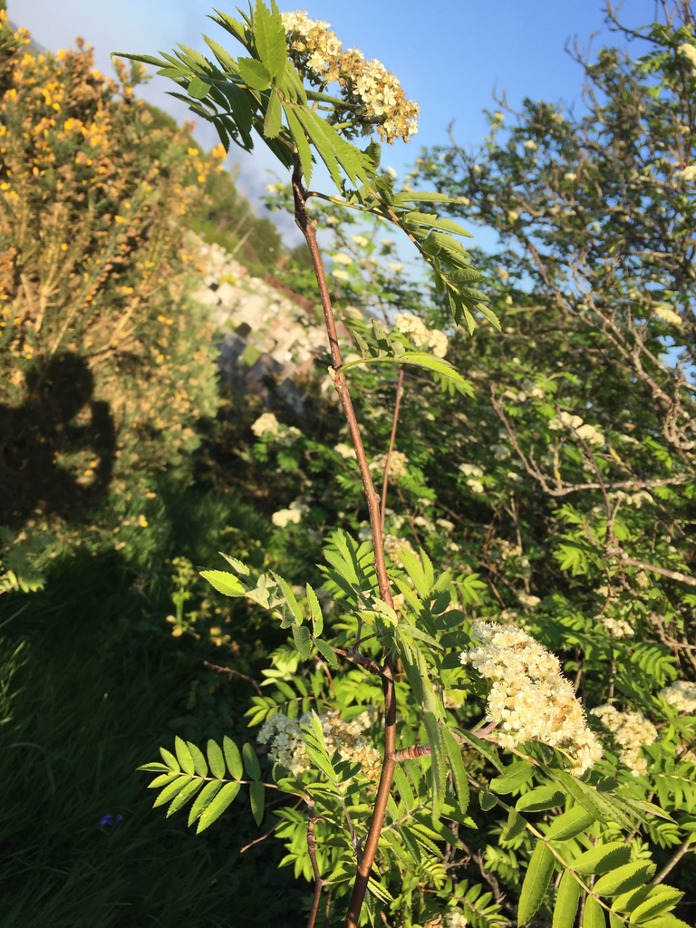 European mountain ash from 77 Lang Lane, Wirral, England, GB on May 13 ...