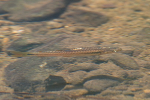 Piabucina panamensis · iNaturalist