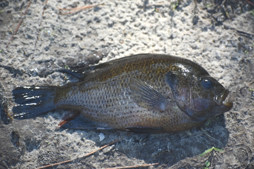 Spotted Sunfish from Folkston, GA 31537, USA on May 29, 2024 at 04:38 ...
