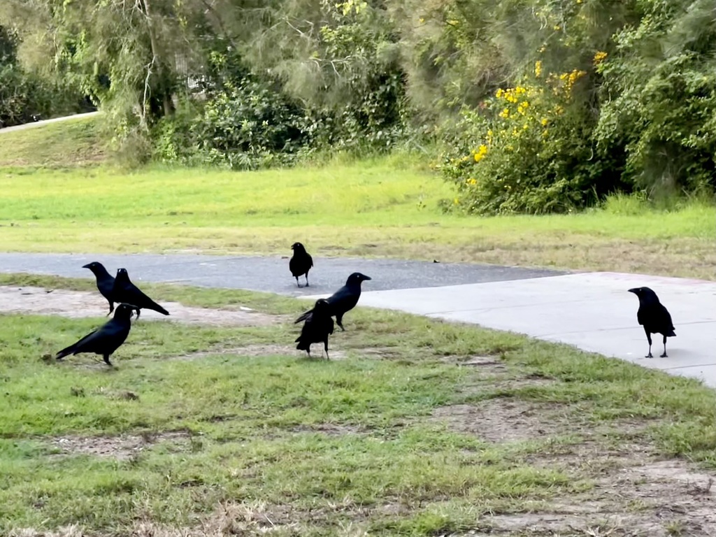 Torresian Crow from Gold Coast QLD, Australia on May 28, 2024 at 04:38 ...