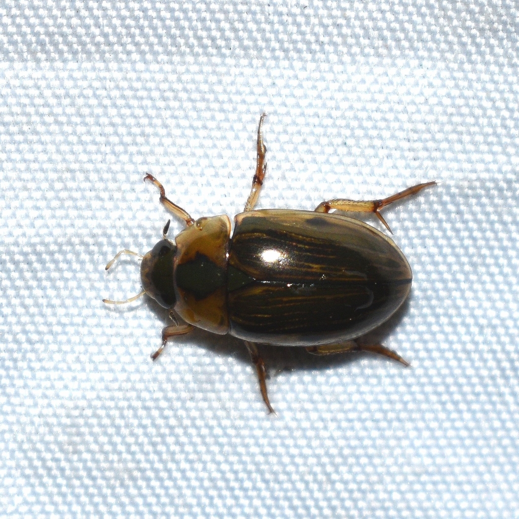 Tropisternus collaris from Joshua, TX 76058, USA on May 28, 2024 at 09: ...