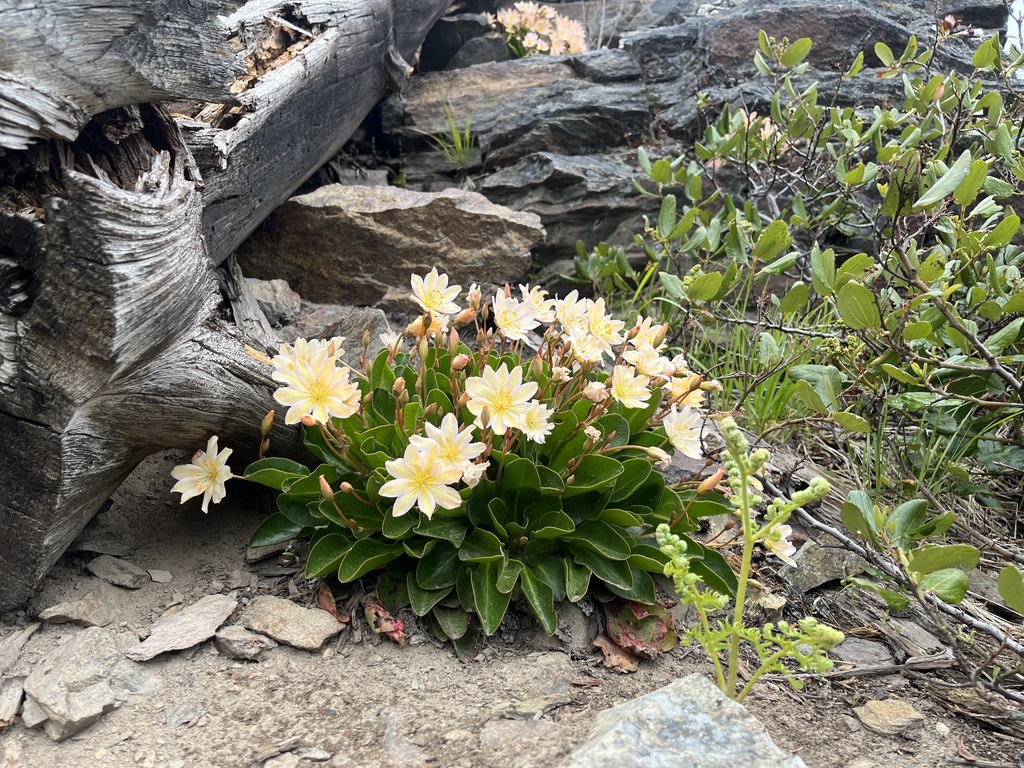 Tweedy's lewisia in May 2024 by Gwen · iNaturalist
