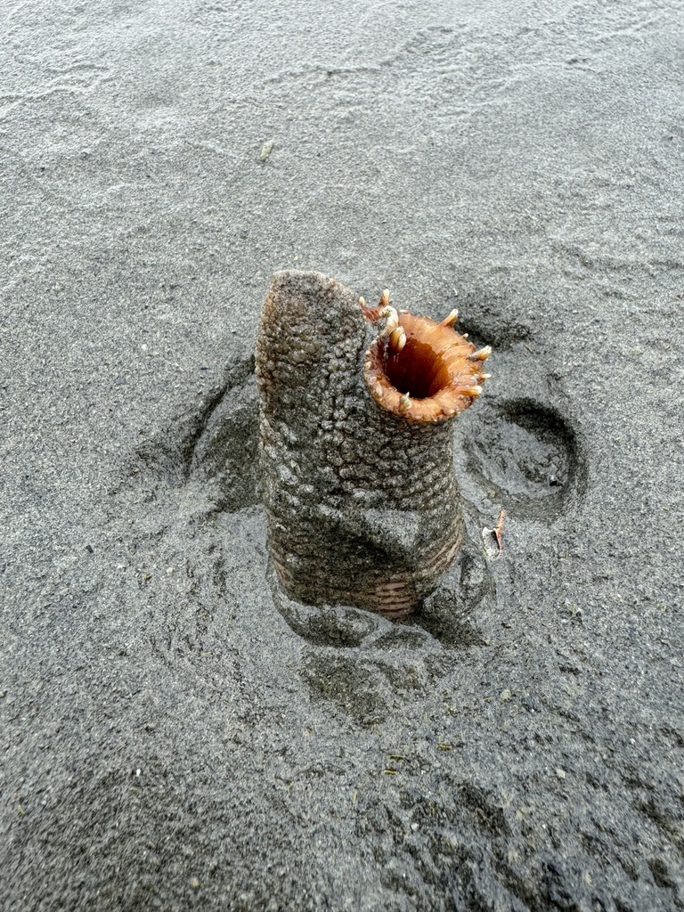 Rough Piddock from Strait of Juan de Fuca, WA, US on May 27, 2024 at 10 ...