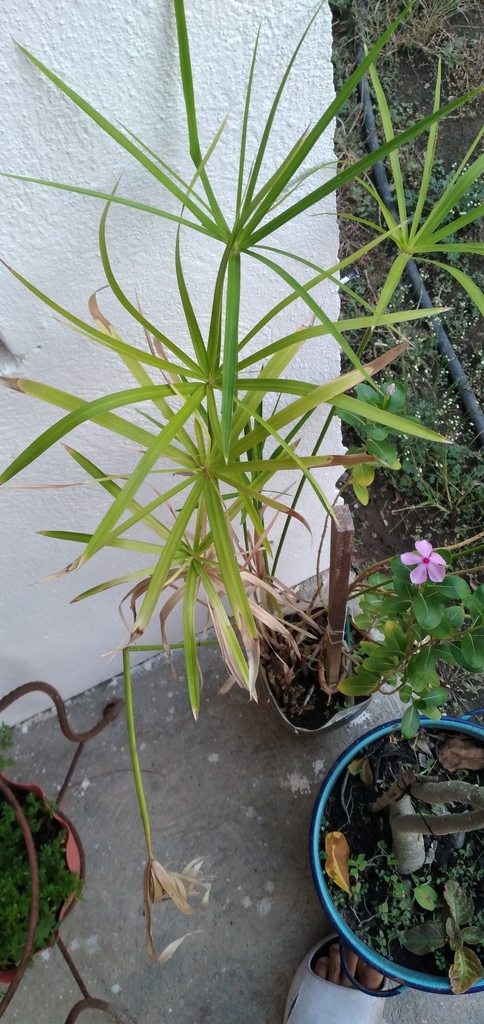 Umbrella Papyrus from Vainilla, Tab., México on May 29, 2024 at 05:49 ...