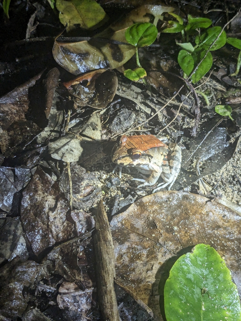 Savage's Thin-toed Frog from Cahuita, Limón, Talamanca, Costa Rica on ...