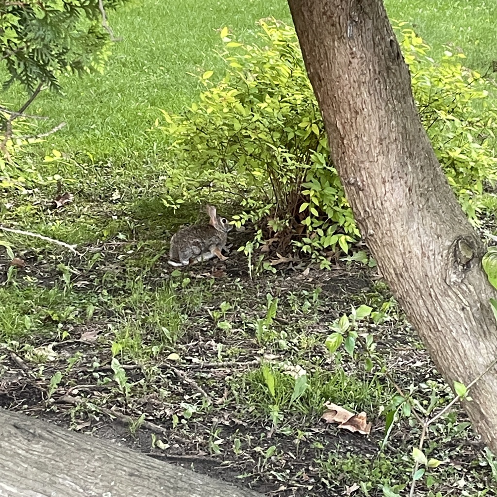 Eastern Cottontail from Miraflores Ave, Waukegan, IL, US on May 29 ...