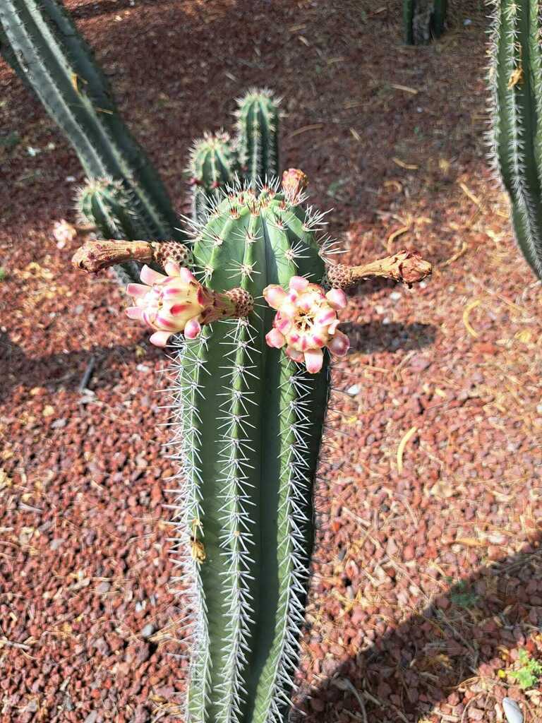 Cardón pitayo desde Niños Héroes, Ciudad Universitaria, San Nicolás de ...
