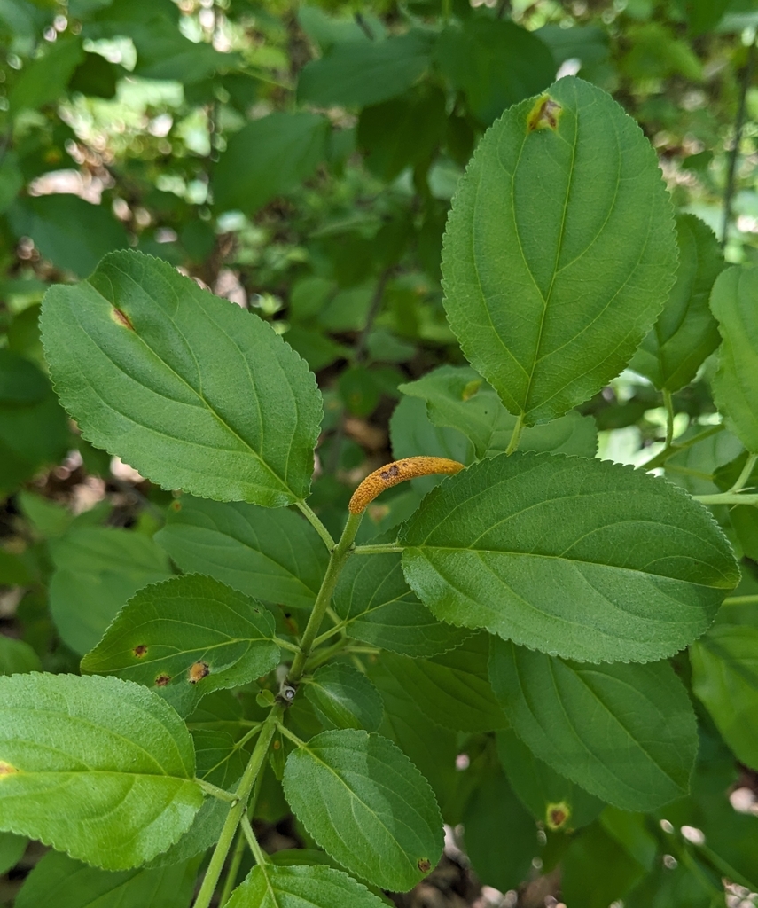 Puccinia coronata from MN Blvd & 9th Ave SE, St Cloud, MN 56304, USA on ...