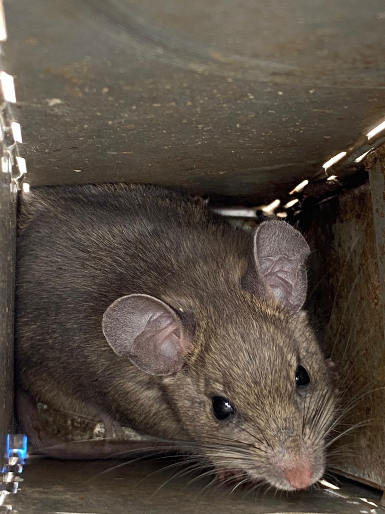 Bryant's Woodrat in May 2024 by Camelot Valenzuela · iNaturalist