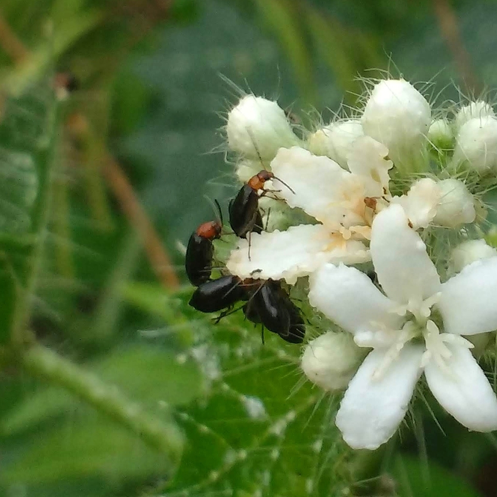 Skeletonizing Leaf and Flea Beetles in July 2017 by autumnae · iNaturalist