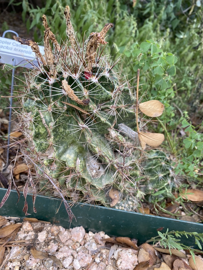 Miniature Barrel Cactus from SH-16 N, San Antonio, TX, US on May 10 ...