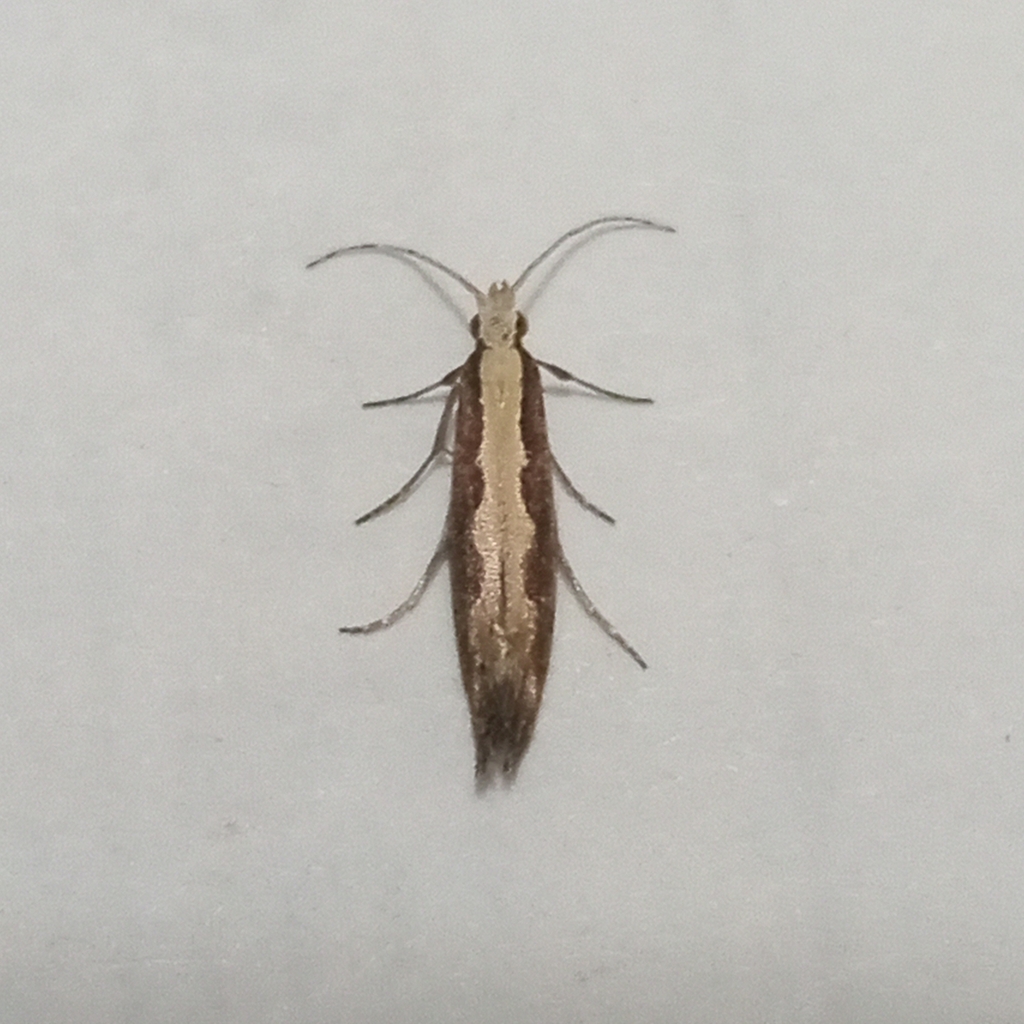 Diamondback Moth from 38240 Juventino Rosas, Gto., México on May 12 ...