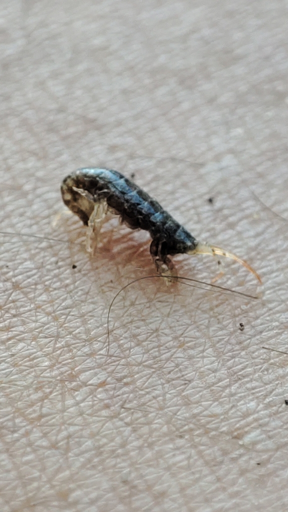 Corophiida from Residencial la Jolla, 28868 Manzanillo, Col., Mexico on ...