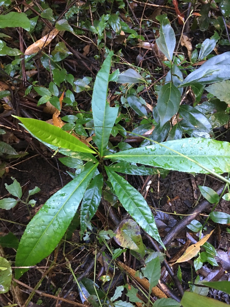 blue quandong from Cove Rd, Stanmore, QLD, AU on May 30, 2024 at 03:35 ...