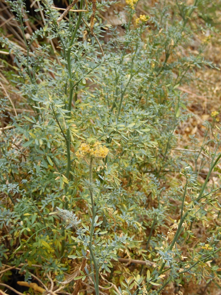 Fringed Rue from Trigo 54A, Morelia, Mich., México on April 28, 2019 at ...