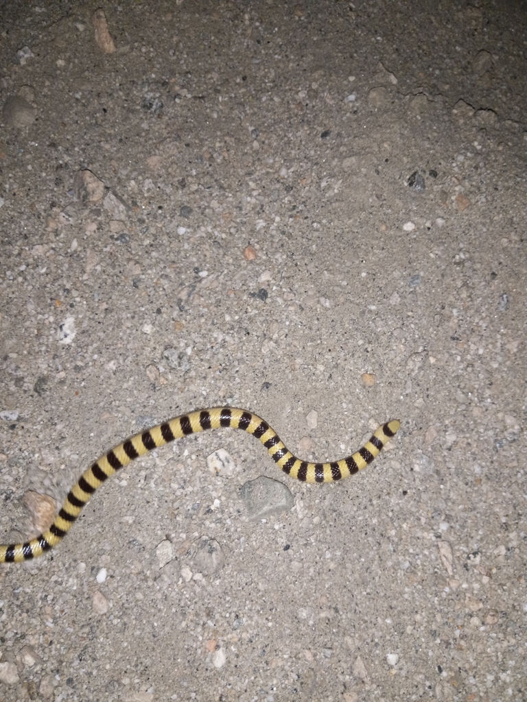 Mojave Shovelnose Snake from Whitewater, CA 92282, USA on May 29, 2024 ...