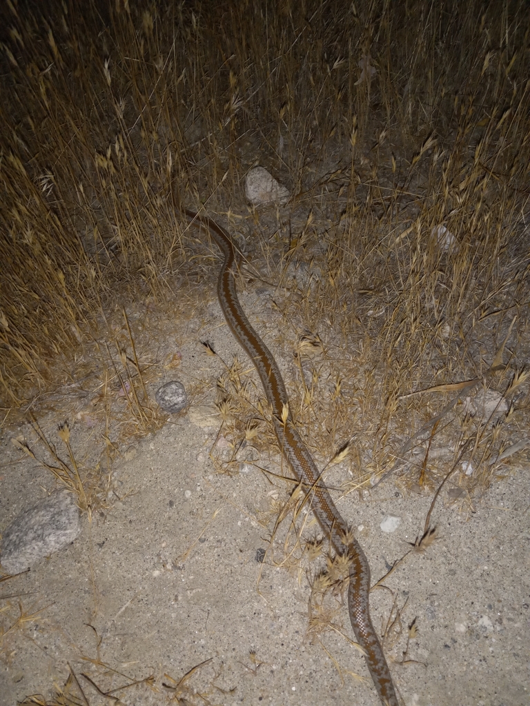 Coastal Rosy Boa from Whitewater, CA 92282, USA on May 29, 2024 at 08: ...