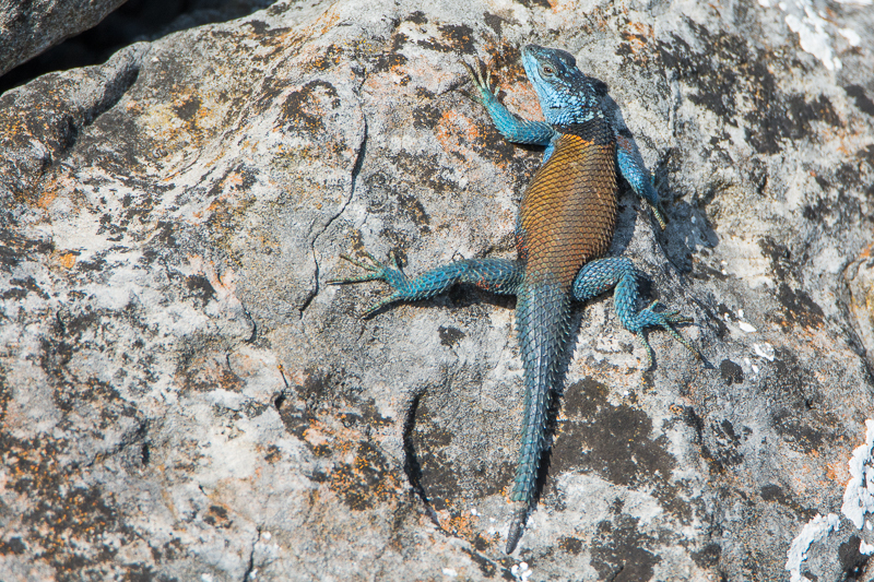 Minor Lizard from Zaragoza, S.L.P., Mexico on October 29, 2017 at 05:18 ...