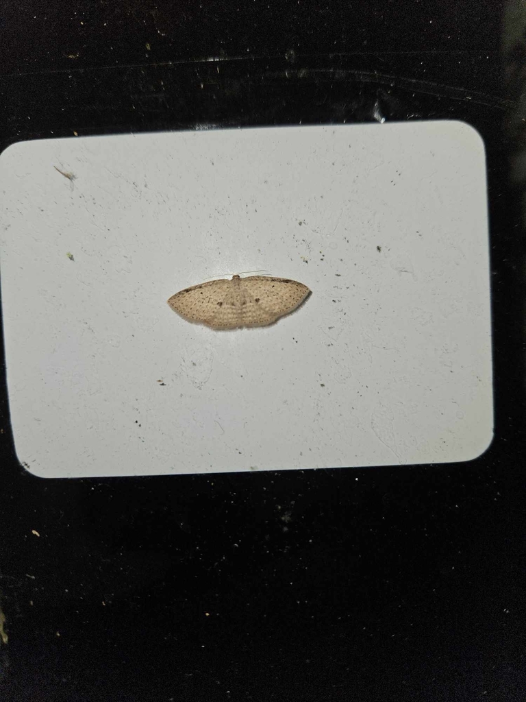 Kanuka looper by Te Atarua · iNaturalist