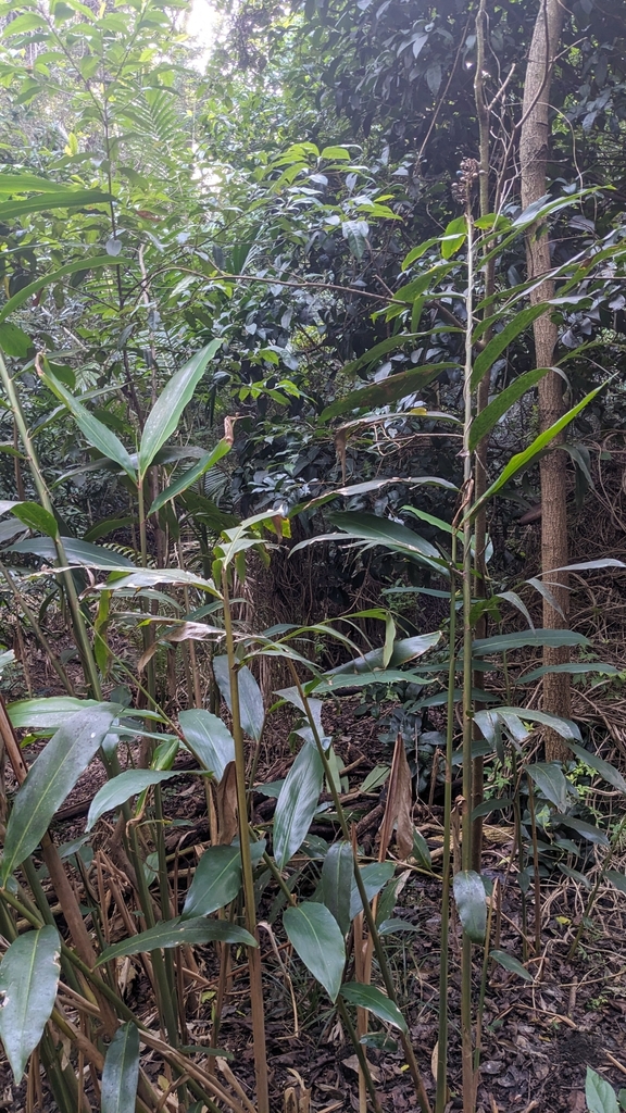 Native Ginger from Speers Point NSW 2284, Australia on May 30, 2024 at ...