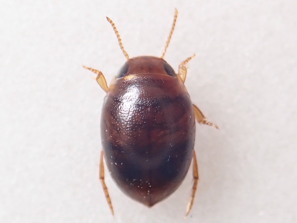 Hydrovatus acuminatus in March 2022 by 栗鼠 · iNaturalist