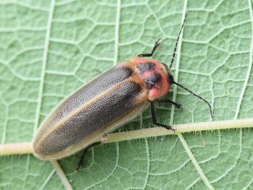 okitazzz0621's Identifications · iNaturalist