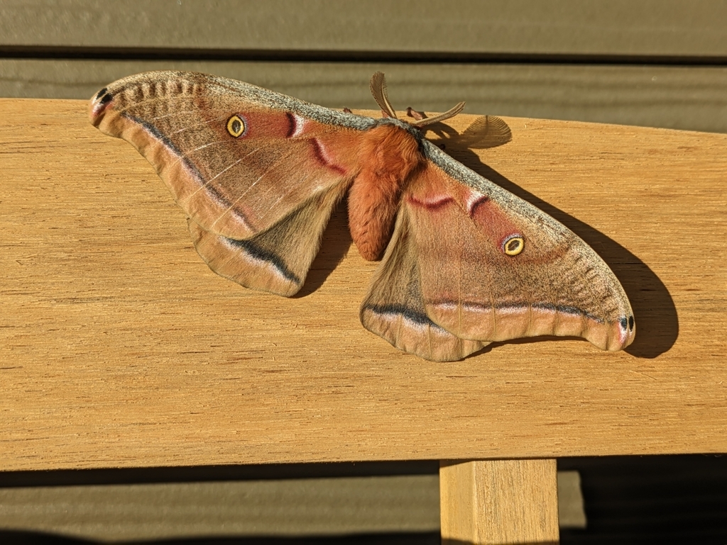 Polyphemus Moth from West Spokane, Spokane, WA, USA on May 30, 2024 at ...