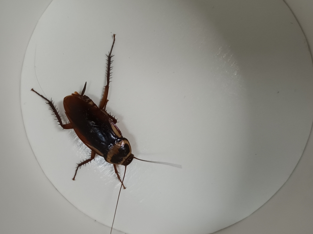 Australian Cockroach from 974台灣花蓮縣壽豐鄉壽豐 on May 30, 2024 at 09:23 PM by ...