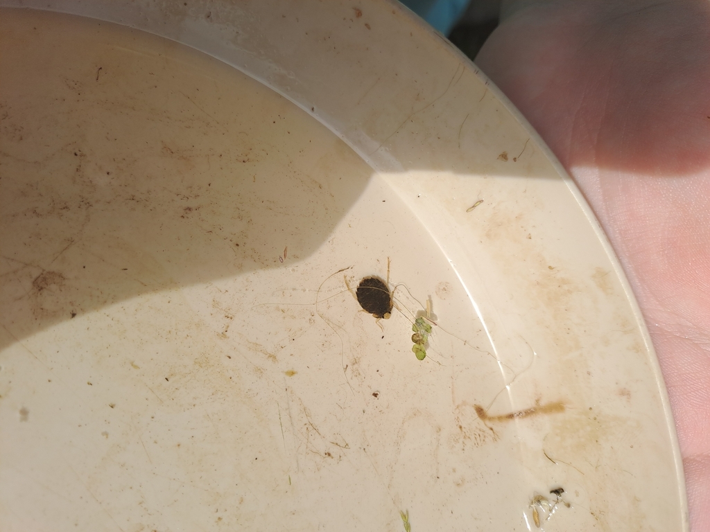 Aphelocheirus aestivalis from Jaroměř, Česko on May 30, 2024 at 03:48 ...