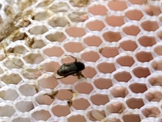 Zaitzevia elongata in March 2022 by 栗鼠 · iNaturalist