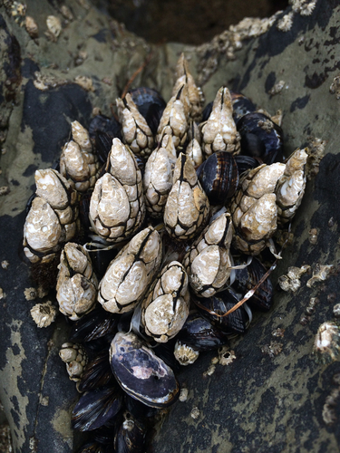 Observations by antzilla · iNaturalist