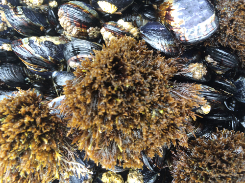 Observations by antzilla · iNaturalist