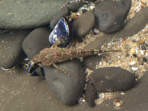 Observations by antzilla · iNaturalist