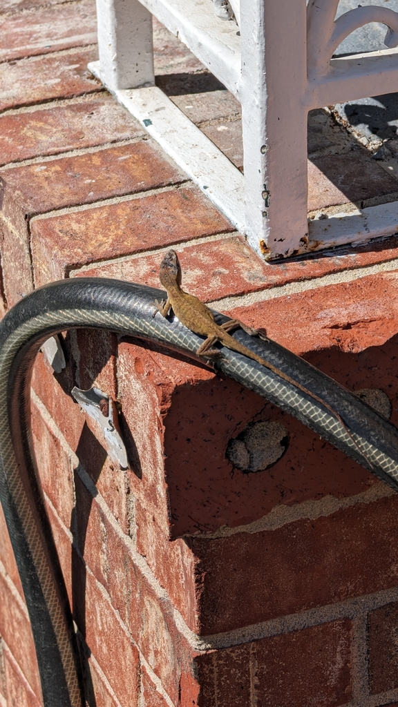 Green Anole from Goldsboro, NC, USA on May 30, 2024 at 10:09 AM by Rudy ...