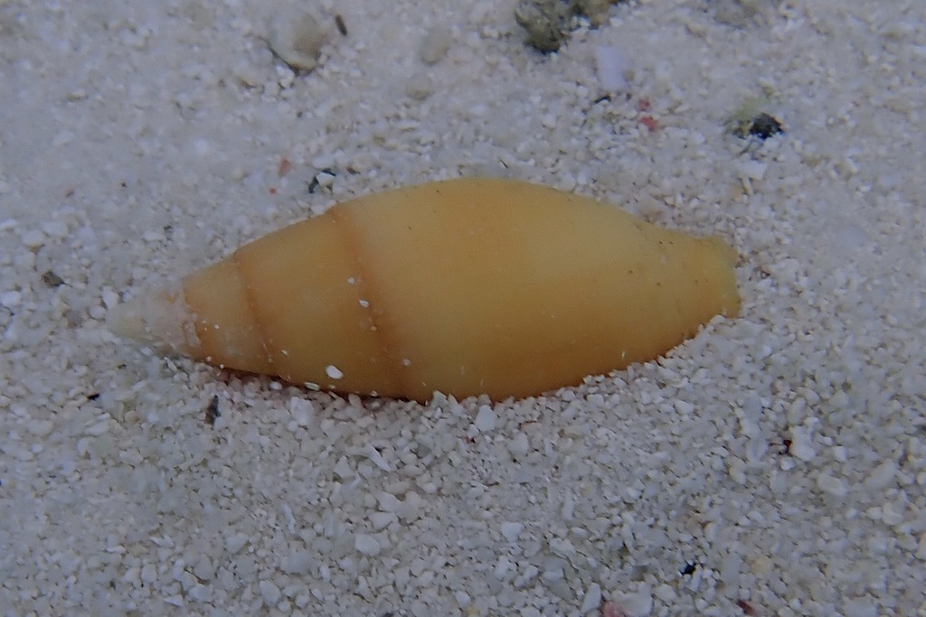Nebularia from Velifushi, Maldives on May 25, 2024 at 10:58 AM by ...