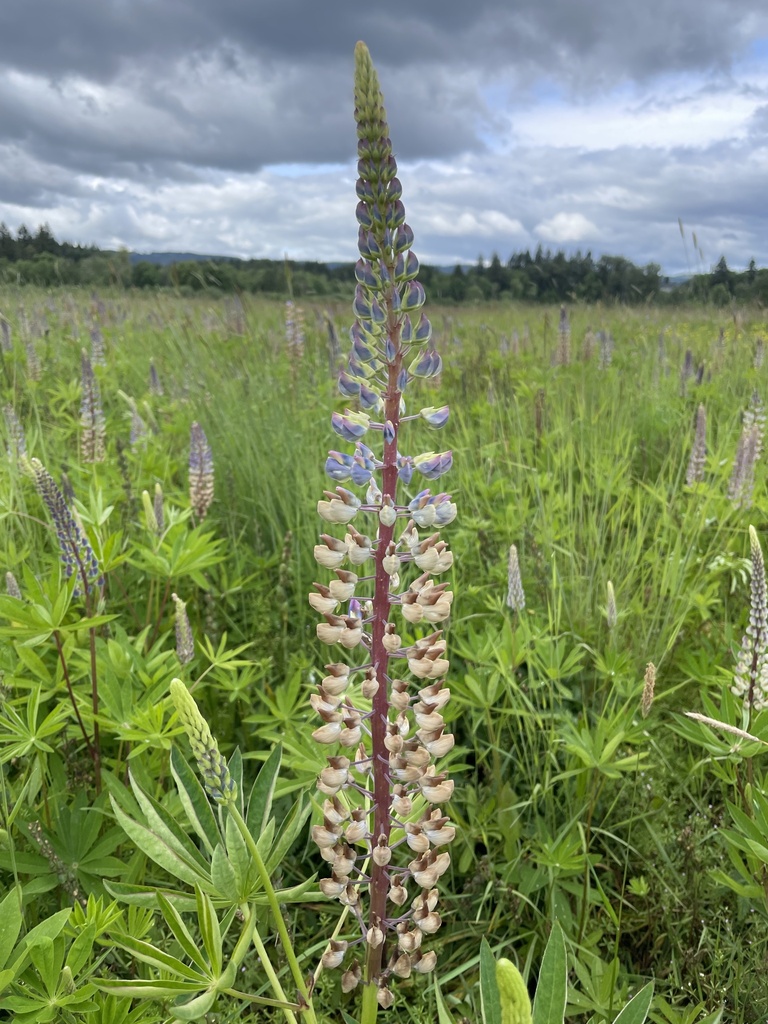 Large-leaved lupine from Hillsboro, OR, US on May 29, 2024 at 10:39 AM ...