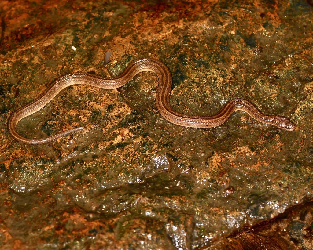 Striped Stream Snake from Tai Mo Shan Country Park, Tai Mo Shan, New ...