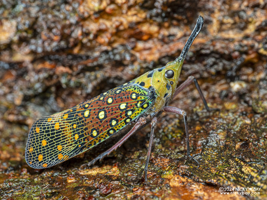 Saiva bullata from GGW6+VVF, Ban Luang, Chom Thong District, Chiang Mai ...