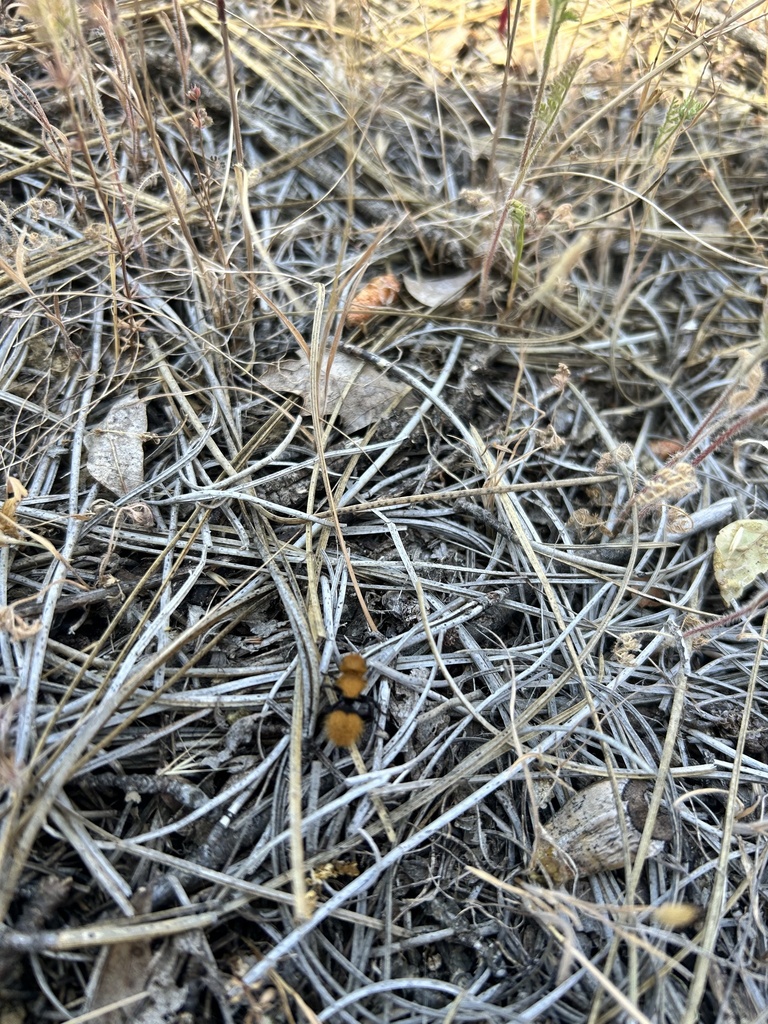 Pacific Velvet Ant from Trinity County, US-CA, US on May 28, 2024 at 11 ...
