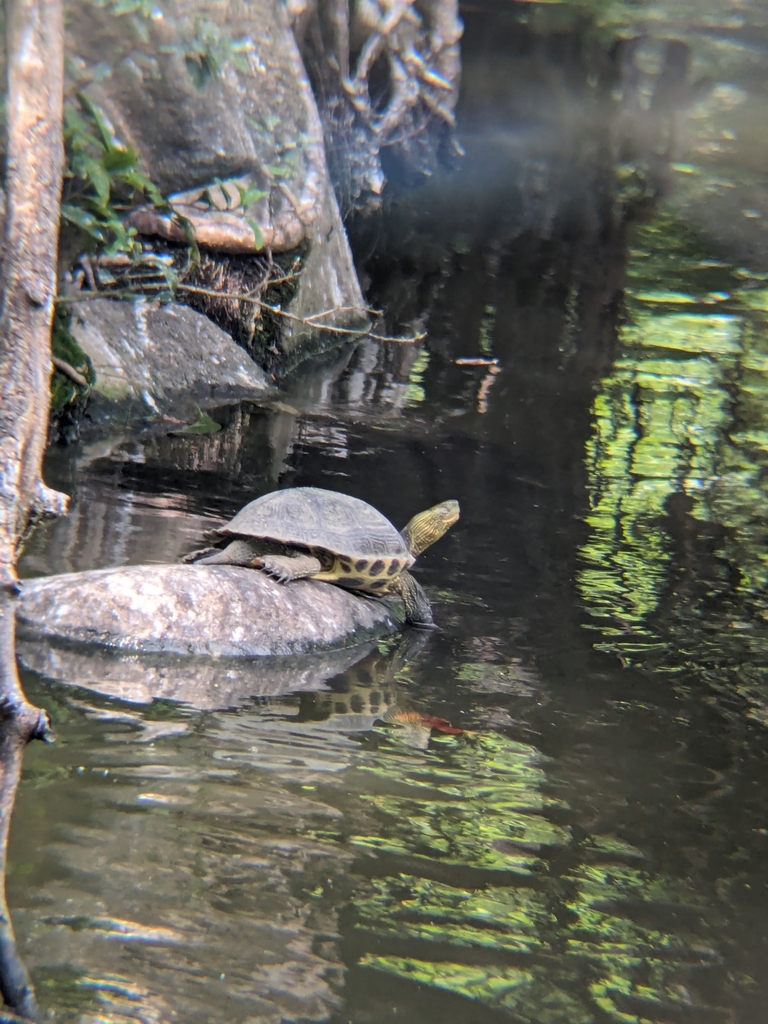 Common thread turtle from 106, Taiwan, 台北市大安區民炤里 on May 16, 2024 at 02: ...