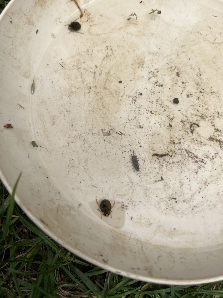 Aphelocheirus aestivalis from Jaroměř, Jaroměř, 52, CZ on May 30, 2024 ...