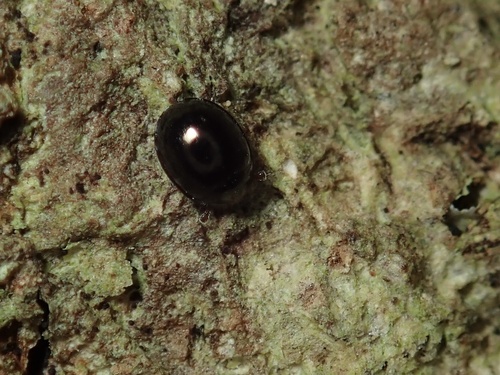 Aphanocephalus nigriventris · iNaturalist