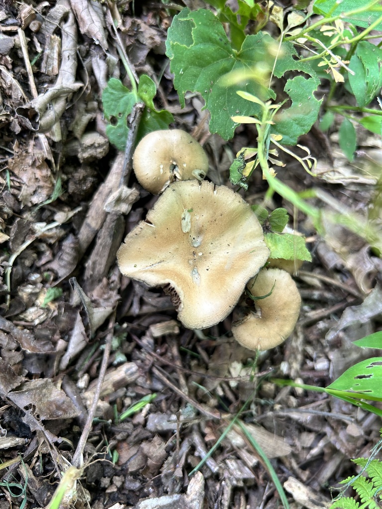 Psychedelic Ovoid Mushroom from Radford, VA, US on May 25, 2024 at 02: ...