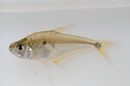 Roeboides ilseae · iNaturalist Guatemala