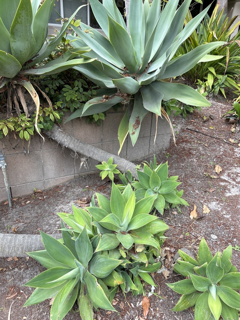 century plants from University of California, Goleta, CA, US on May 30 ...