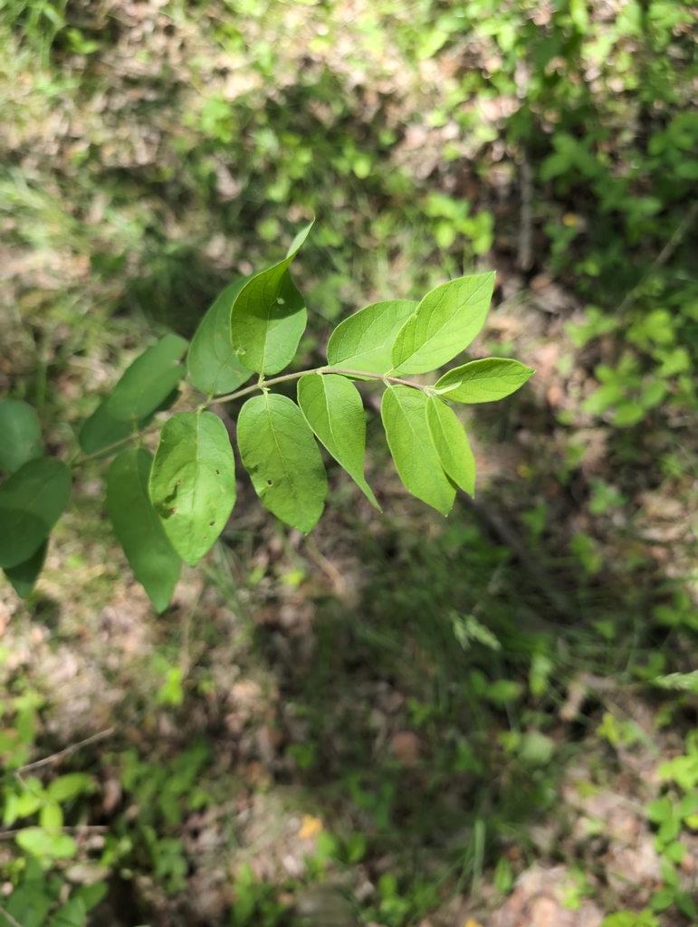 Tatarian honeysuckle from Grant, WI, USA on May 30, 2024 at 02:21 PM by ...