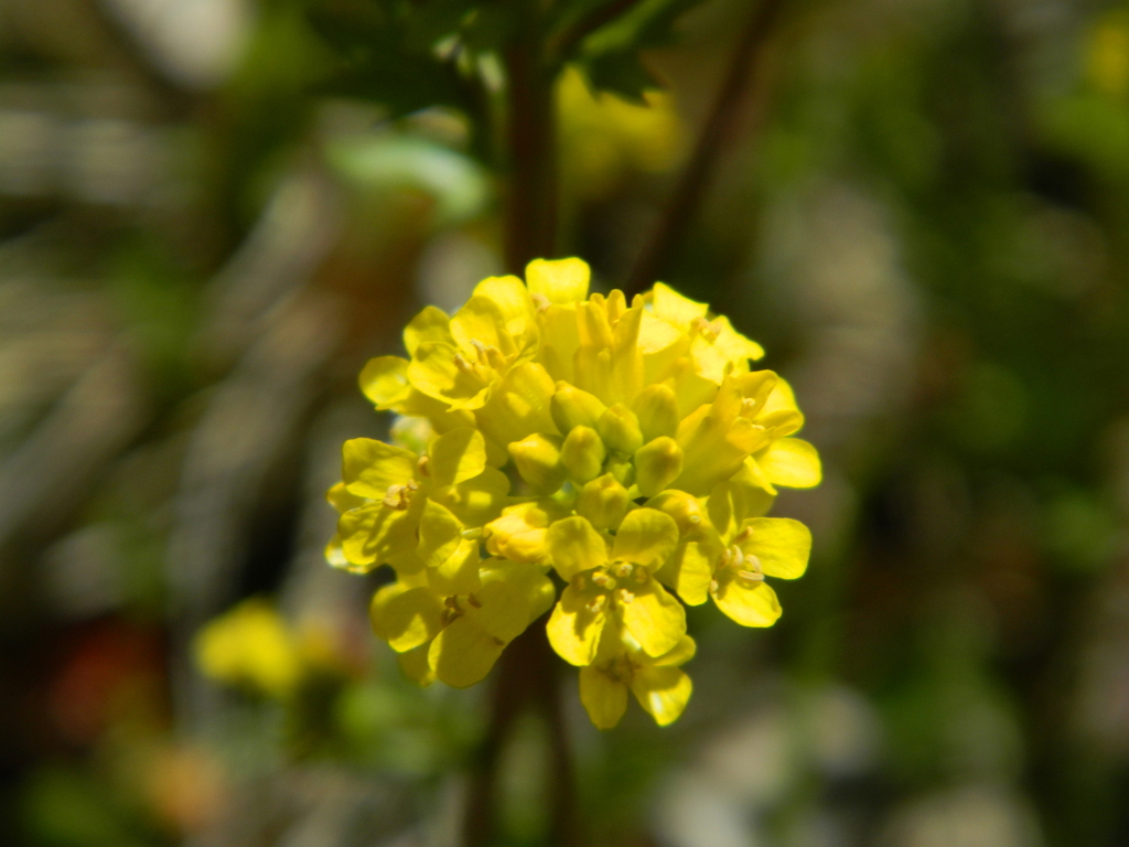 Golden Draba from Gleneagle, CO, USA on May 29, 2024 at 04:04 PM by Sam ...
