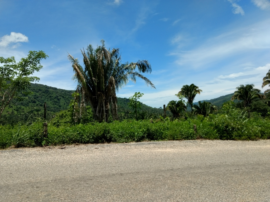 Cohune Palm in June 2018 by Yeshayah Alejandruh Nicolás Morales ...