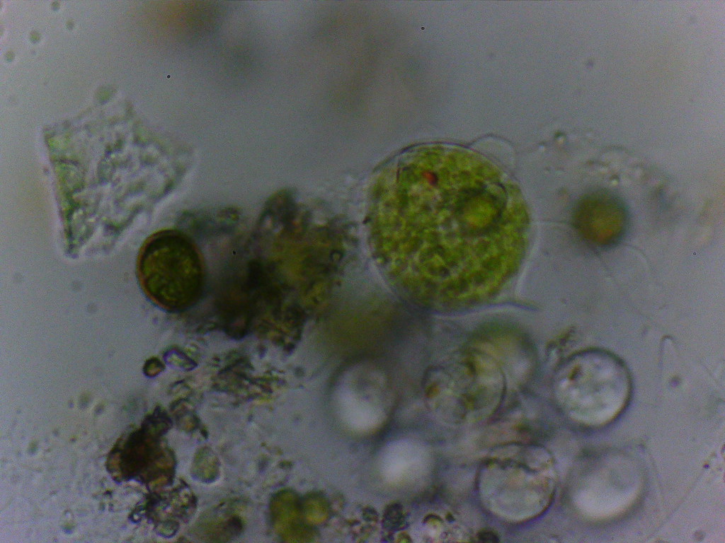 Phacus from Eastern Administrative Okrug, Moscow, Russia on May 30 ...