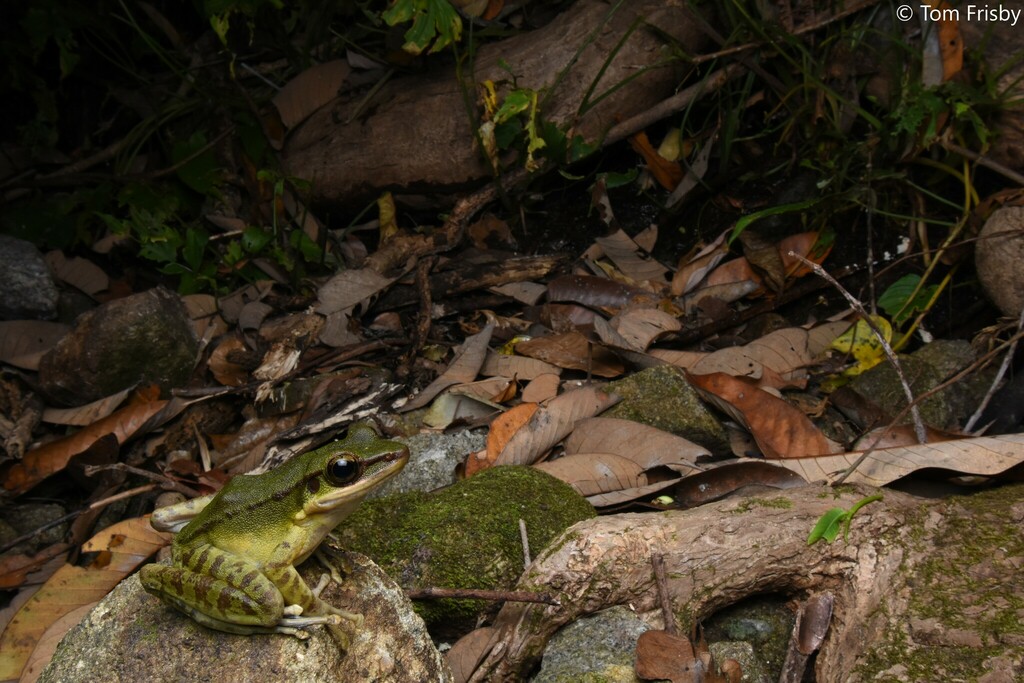 Poisonous Rock Frog from Langkawi, Kedah, Malaysia on February 8, 2023 ...